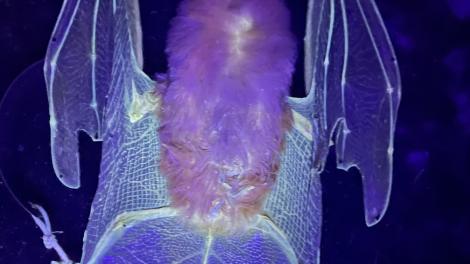 Researchers explore the phenomenon of fluorescence in mammals | Western ...