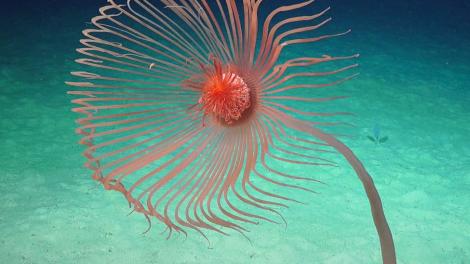 Museum Articles | Western Australian Museum