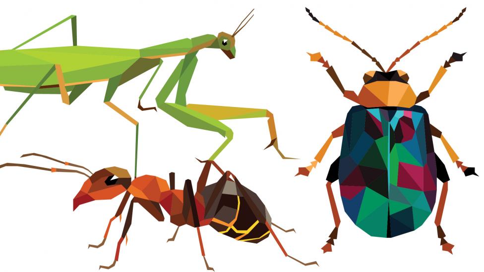 Bugs Galore! | Western Australian Museum