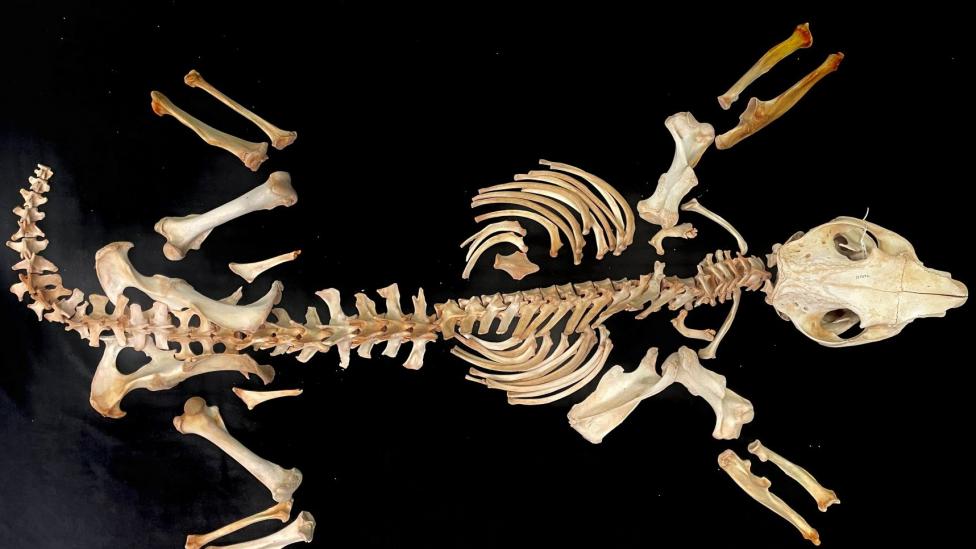 Latest News | Western Australian Museum