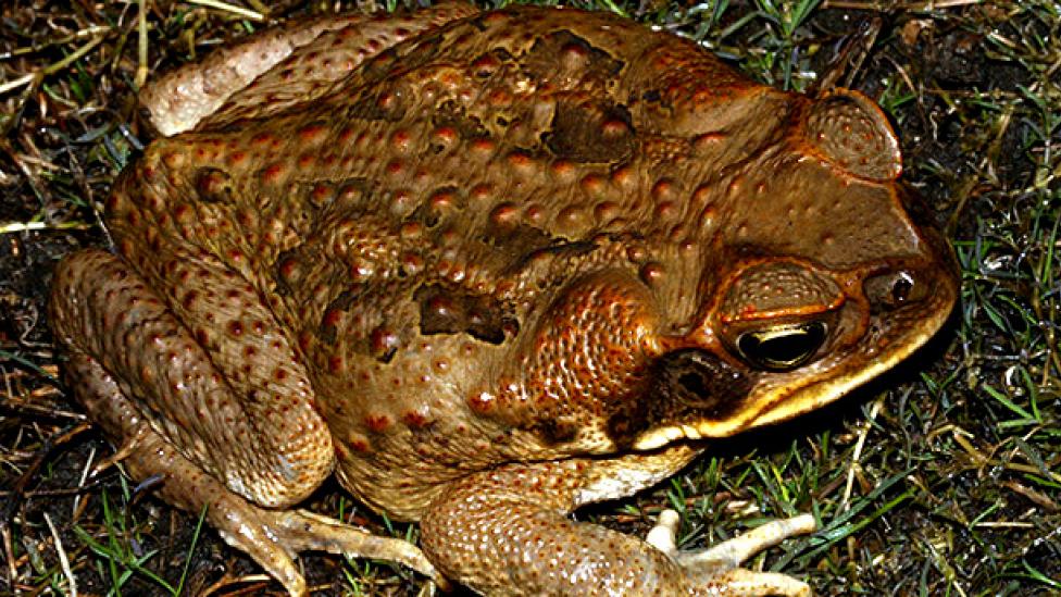 Cane Toad | Western Australian Museum