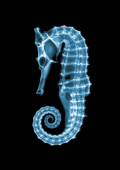 X-Ray Prints | Western Australian Museum