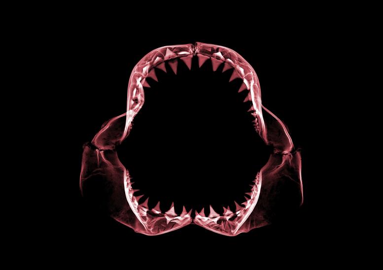 X-Ray Prints | Western Australian Museum