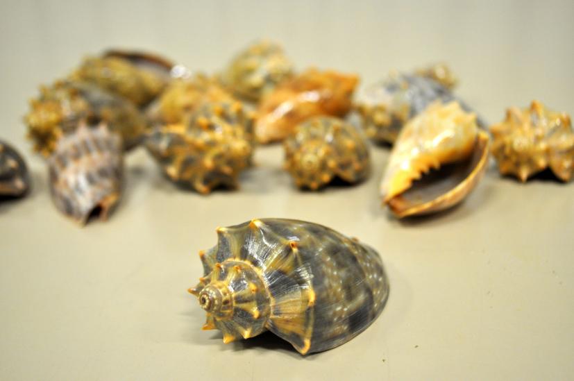 A behind-the-scenes look at our volute collection | Western Australian ...