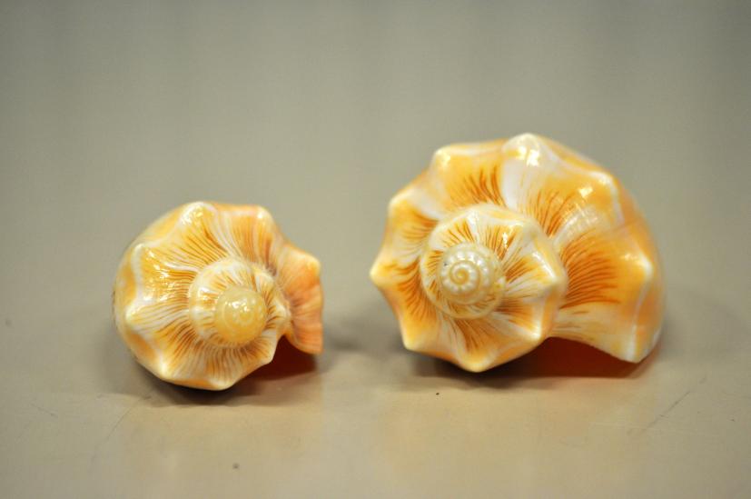 A behind-the-scenes look at our volute collection | Western Australian ...