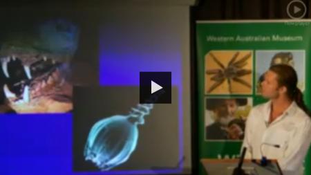 What fossils tell us about sea-level and climate change | Western ...